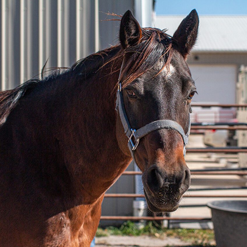 ARL Main | ARL - Animal Rescue League of Iowa, Inc.