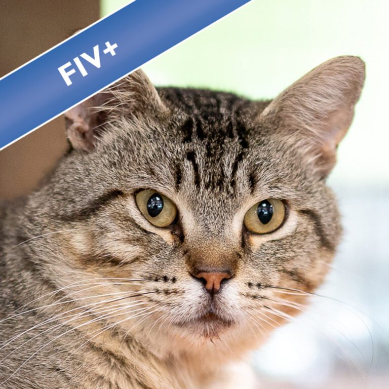 ARL Main | ARL - Animal Rescue League of Iowa, Inc.