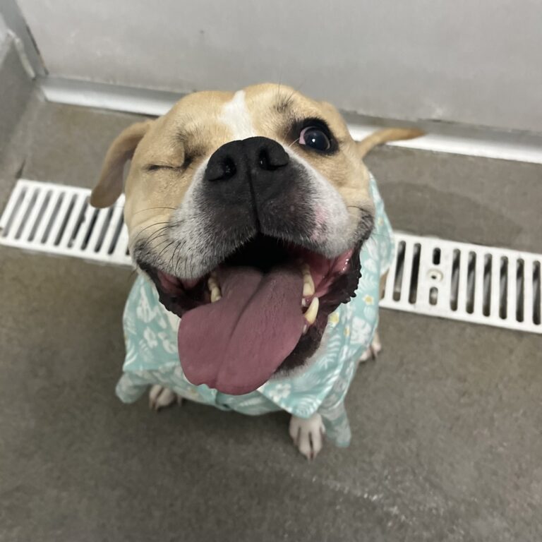 ARL Main | ARL - Animal Rescue League of Iowa, Inc.