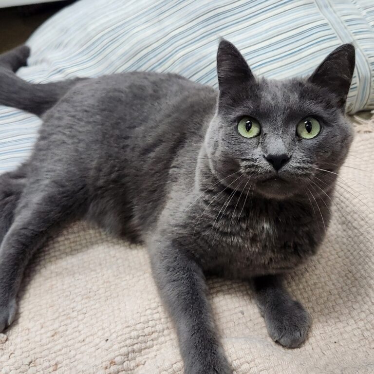 ARL Main | ARL - Animal Rescue League of Iowa, Inc.