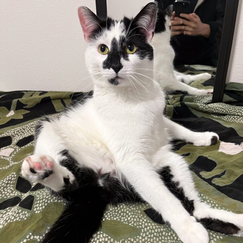 Find a Pet to Adopt | Animal Rescue League of Iowa