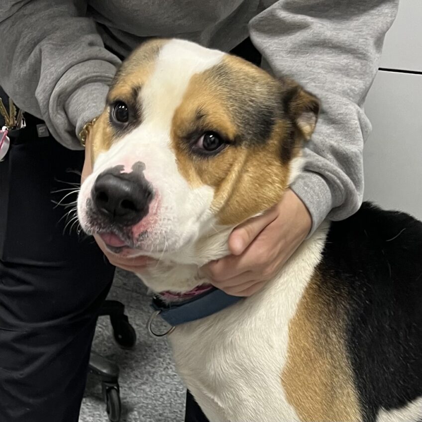 ARL Main | ARL - Animal Rescue League of Iowa, Inc.