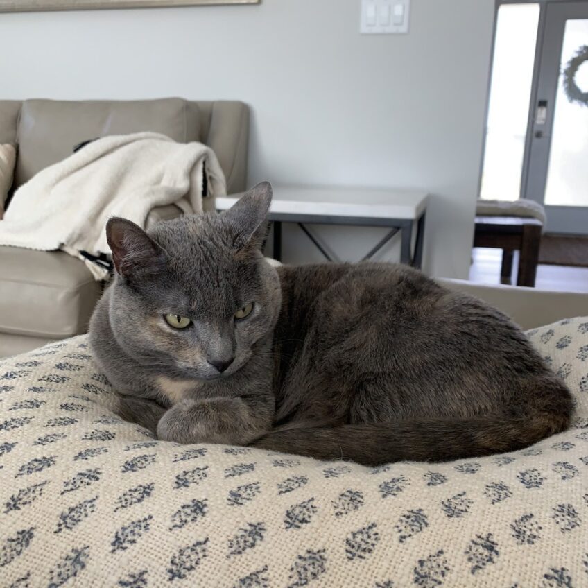 ARL Main | ARL - Animal Rescue League of Iowa, Inc.