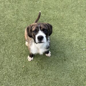 Bojangles | ARL - Animal Rescue League of Iowa, Inc.